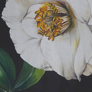 Trieste Black Mesh Pump, 75mm | Mitchell Stores